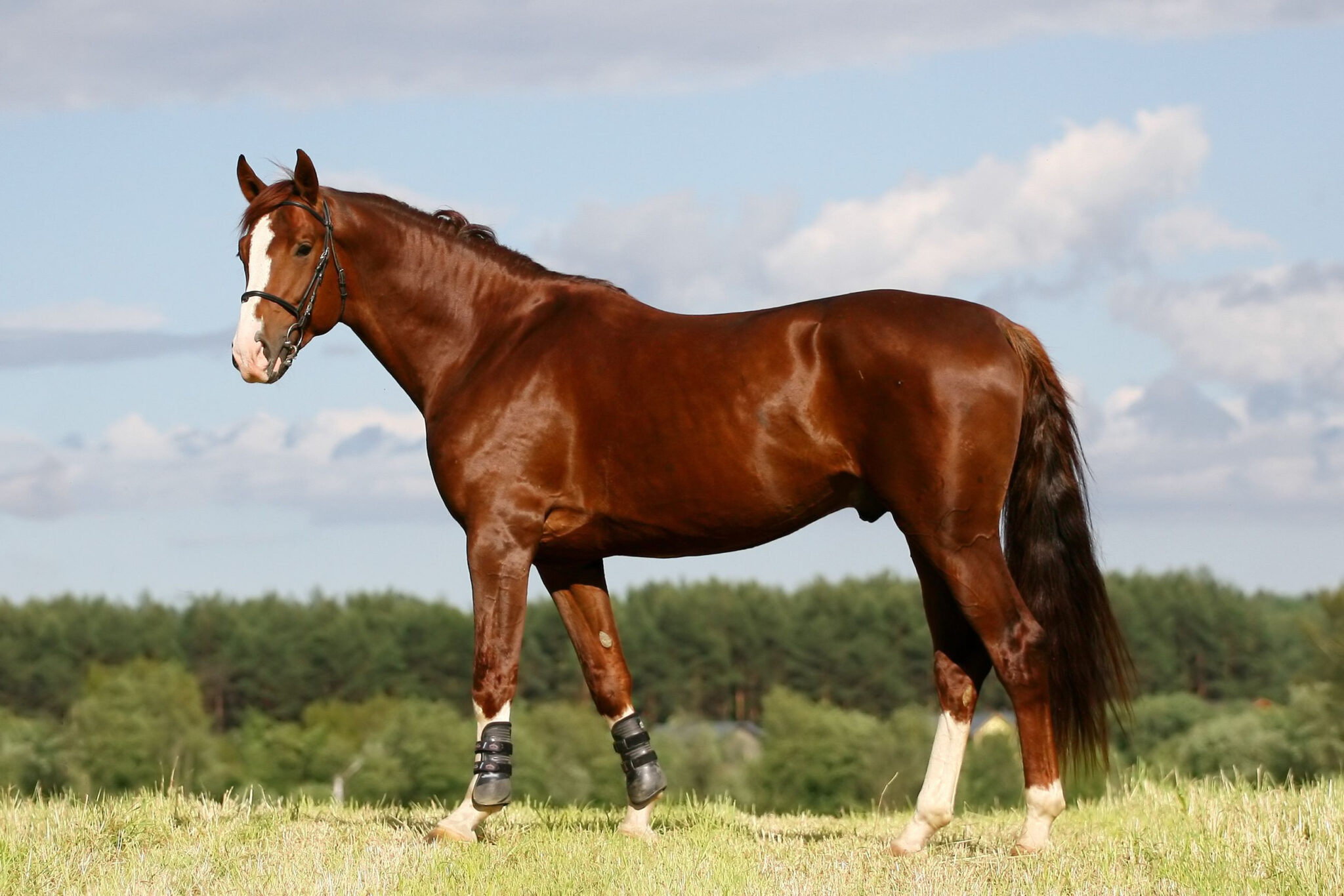 The Oldenburg Horse Breed Profile - Helpful Horse Hints