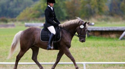 Dutch Warmblood Breed Profile | KWPN Horse | Helpful Horse Hints