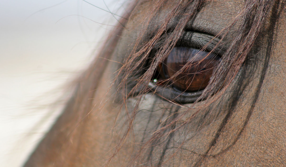 11 Facts About the Quarab Horse - Helpful Horse Hints