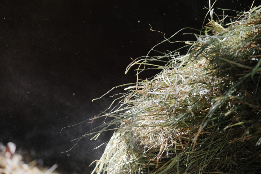 15 Types of Horse Hay - Helpful Horse Hints
