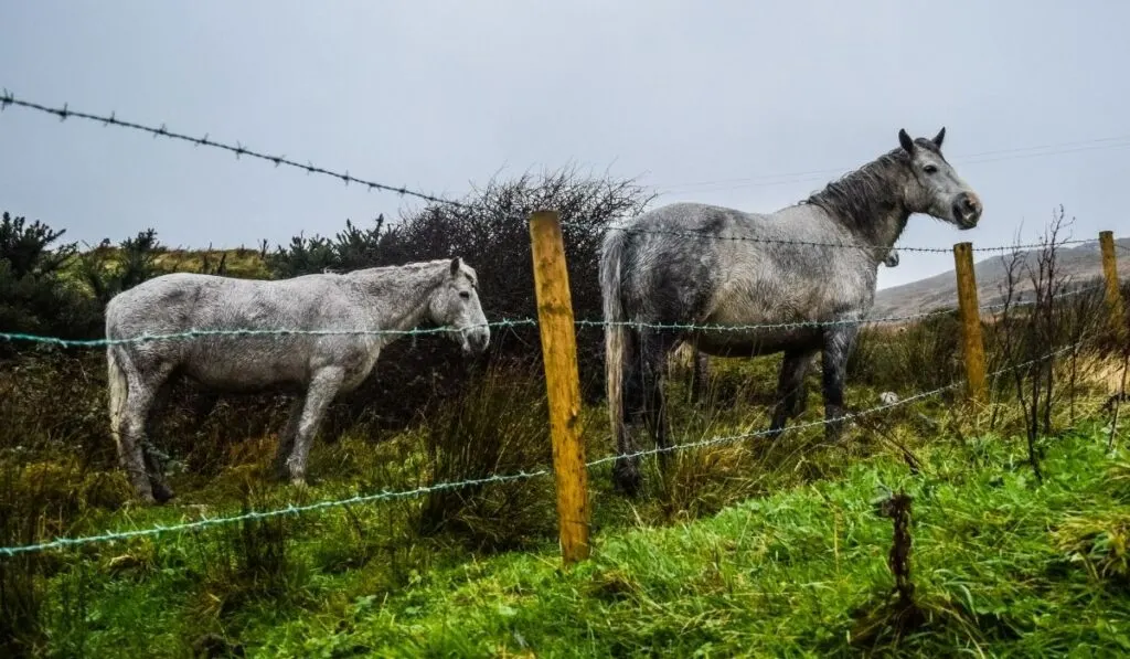 Dunskin Horse (Buckskin Dun) - Helpful Horse Hints