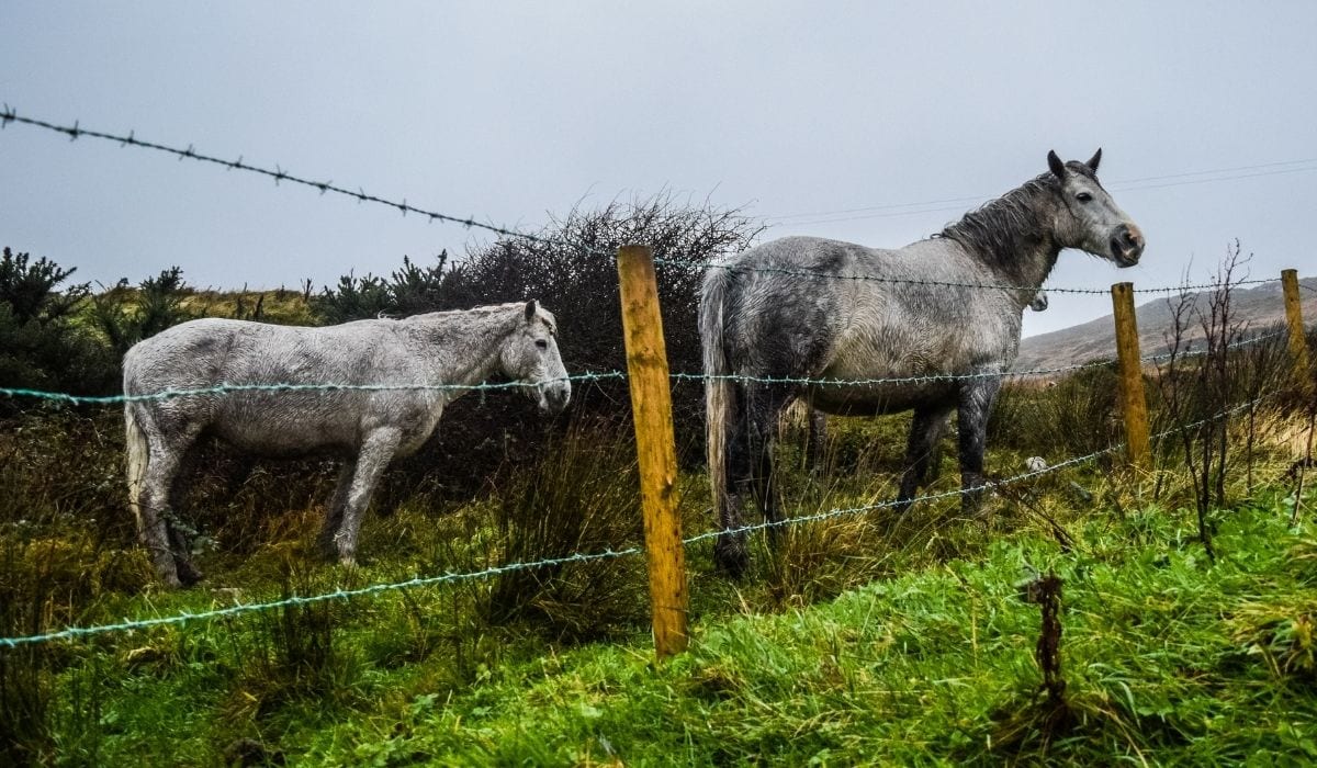 Dunskin Horse (Buckskin Dun) - Helpful Horse Hints