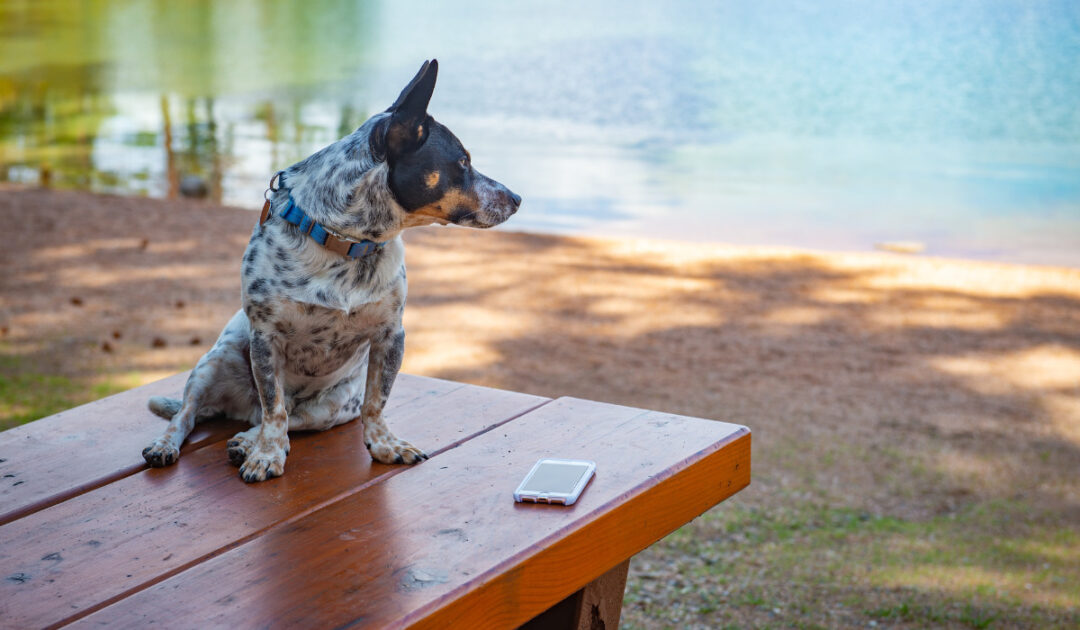Cowboy Corgi Breed Guide - Helpful Horse Hints
