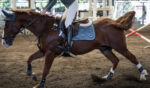 Getting Started with Barrel Racing - Helpful Horse Hints