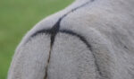 Why Do Donkeys Have a Cross on Their Back? - Helpful Horse Hints