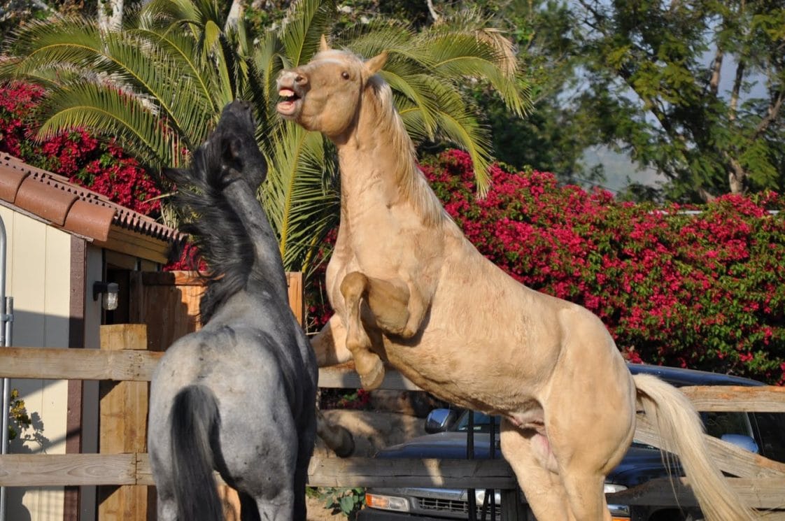 Horse Color Guide: Mustang Horses in Almost Every Color (with Photos ...