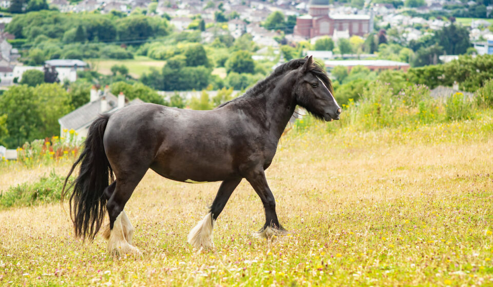 11 Horse Breeds With Feathered Feet - Helpful Horse Hints