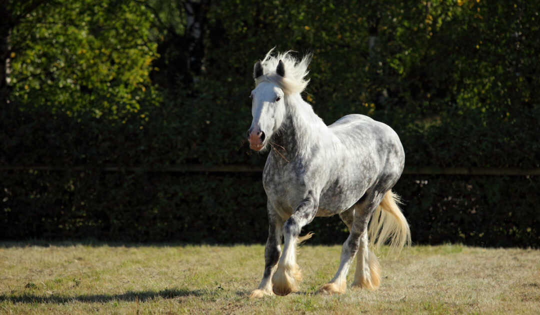 Types of Draft Horses - Helpful Horse Hints