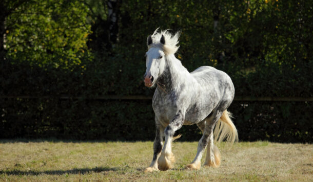 Types of Draft Horses - Helpful Horse Hints