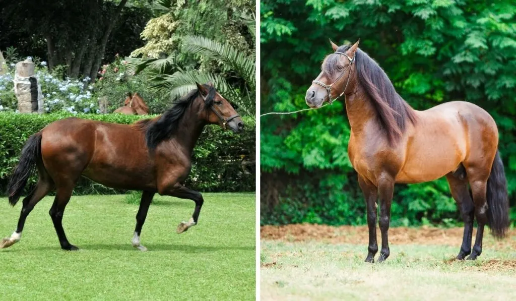 Peruvian Paso Breed Profile - Helpful Horse Hints