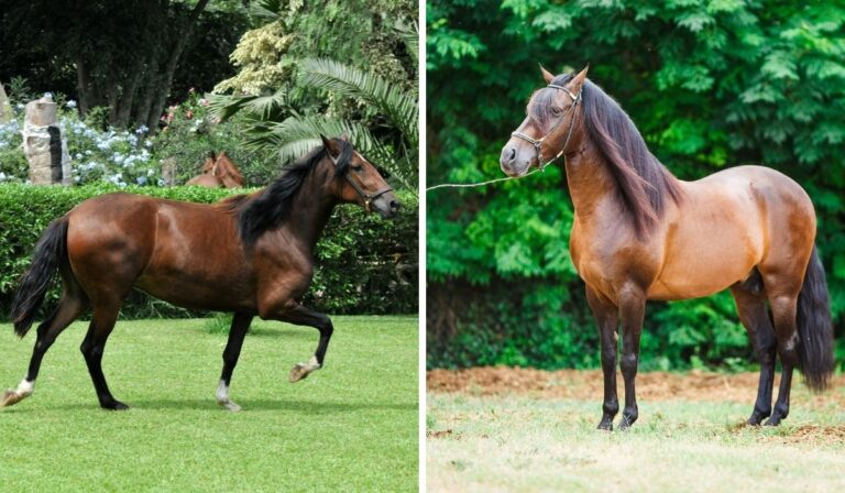 Peruvian Paso Breed Profile - Helpful Horse Hints