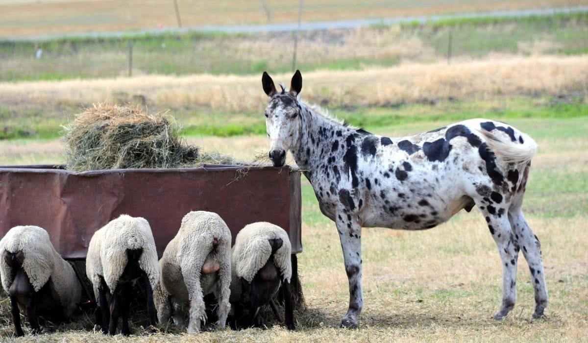 13 Reasons Why Your Ranch Needs a Guard Donkey - Helpful Horse Hints