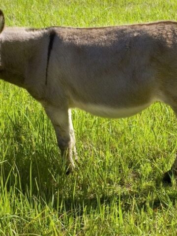 13 Reasons Why Your Ranch Needs a Guard Donkey - Helpful Horse Hints