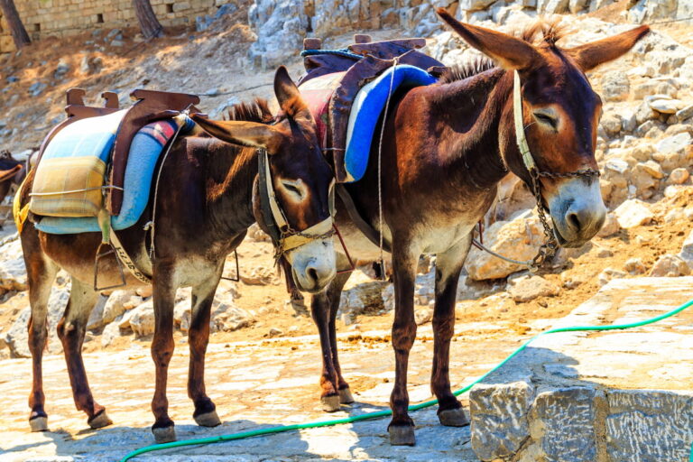The Origins of Donkeys - A Look at Where They Come From - Helpful Horse ...