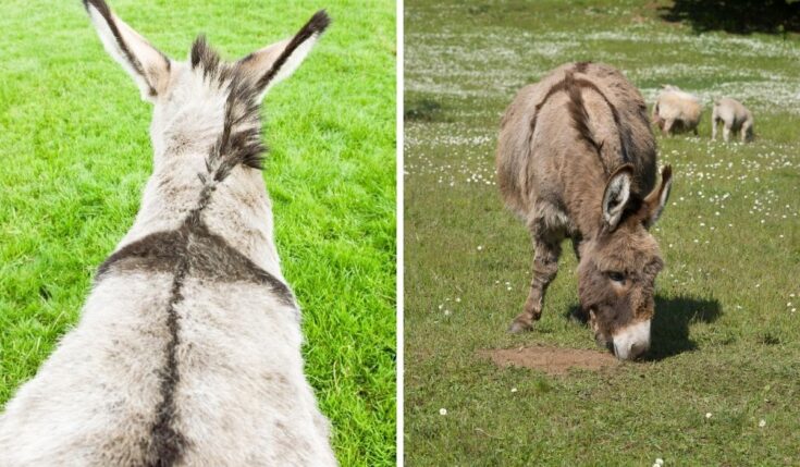 Why Do Donkeys Have a Cross on Their Back? - Helpful Horse Hints