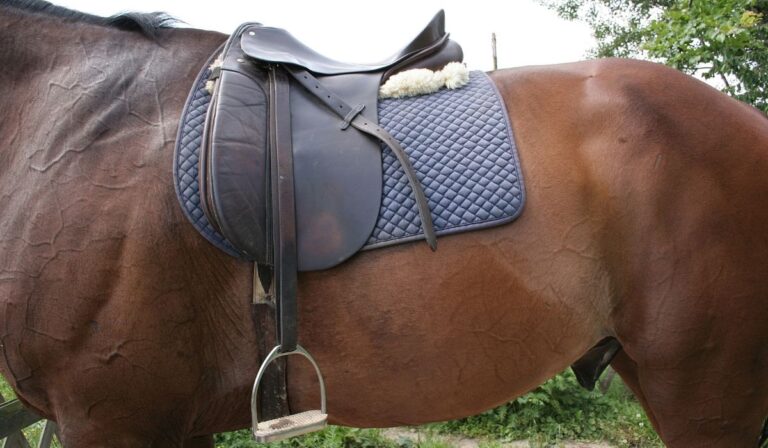Types Of Dressage Saddle Pads Helpful Horse Hints types-of-dressage-saddle-pads-helpful-horse-hints