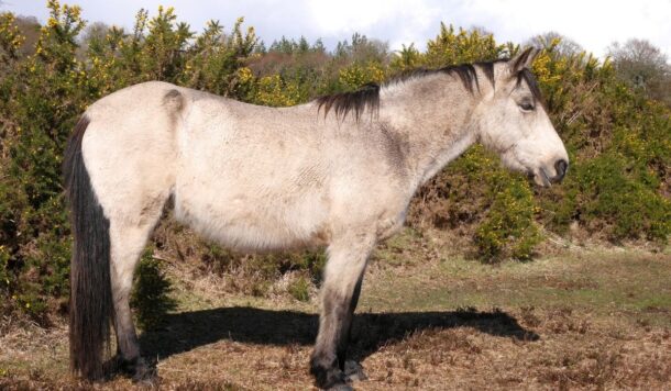 Dunskin Horse (Buckskin Dun) - Helpful Horse Hints