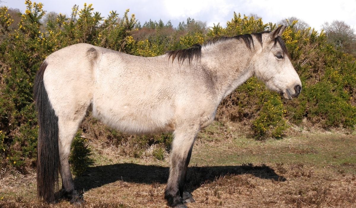 Dunskin Horse (Buckskin Dun) - Helpful Horse Hints
