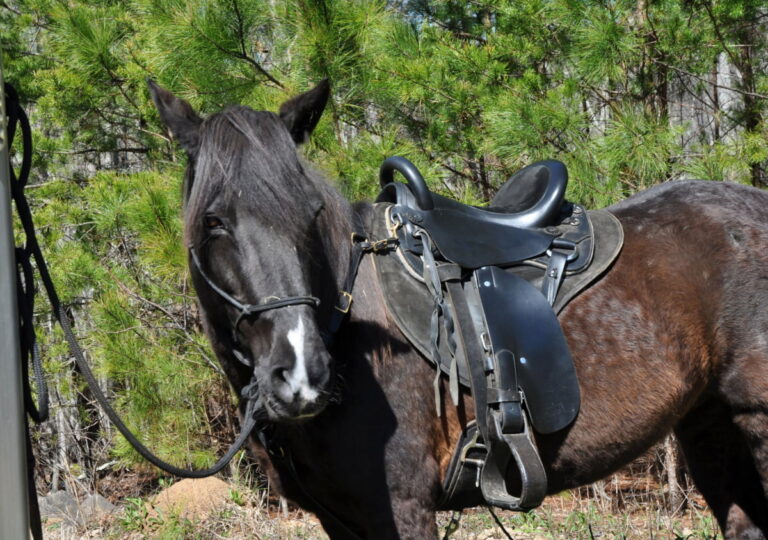 23 Types of Horse Saddles - Helpful Horse Hints