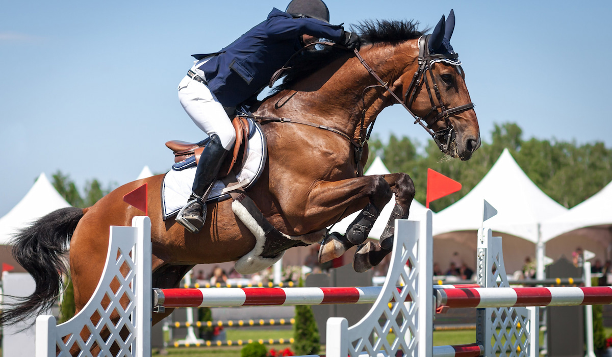 9 Famous Showjumping Horses - Helpful Horse Hints