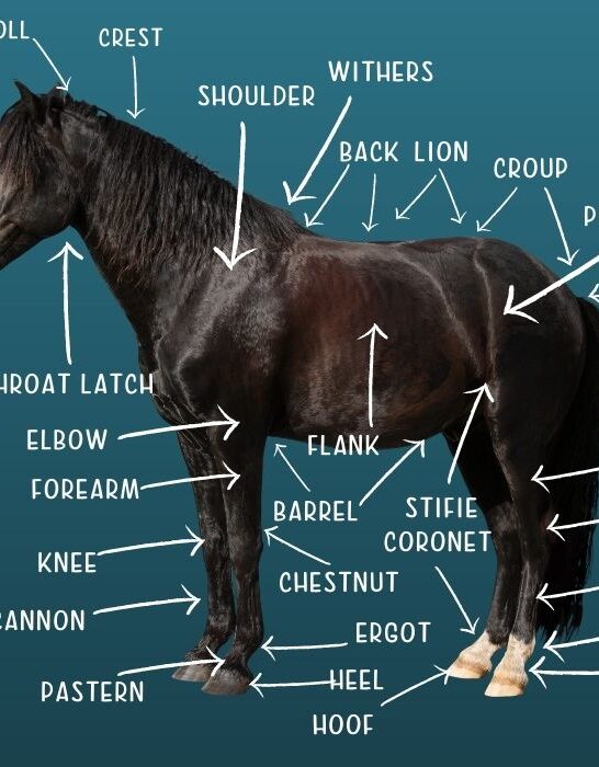 Helpful Horse Hints - Page 25 of 81 - Helpful hints, tips and tricks for everyday horse folk!