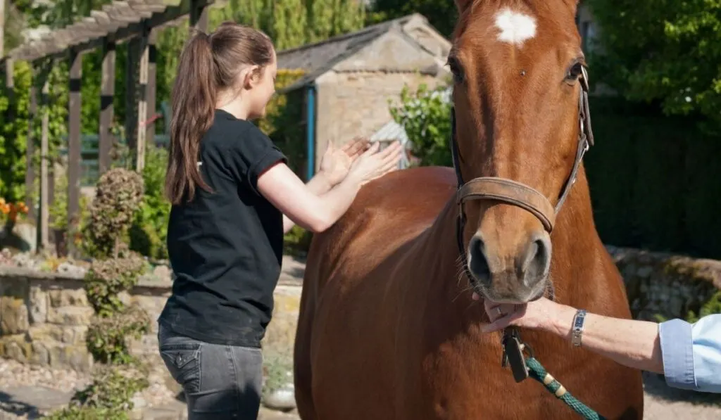 26 Equine Careers with Estimated Salaries - Helpful Horse Hints