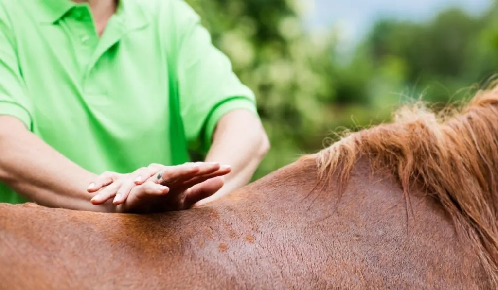 Equine Massage Therapist Salary