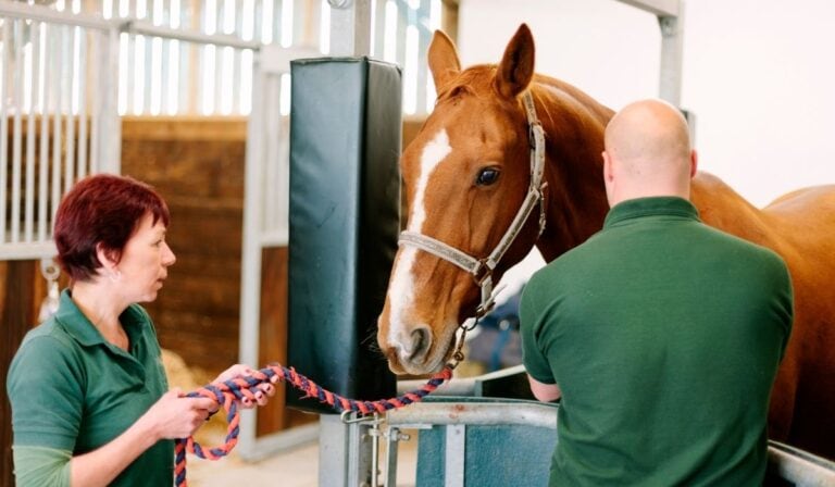 26 Equine Careers with Estimated Salaries - Helpful Horse Hints