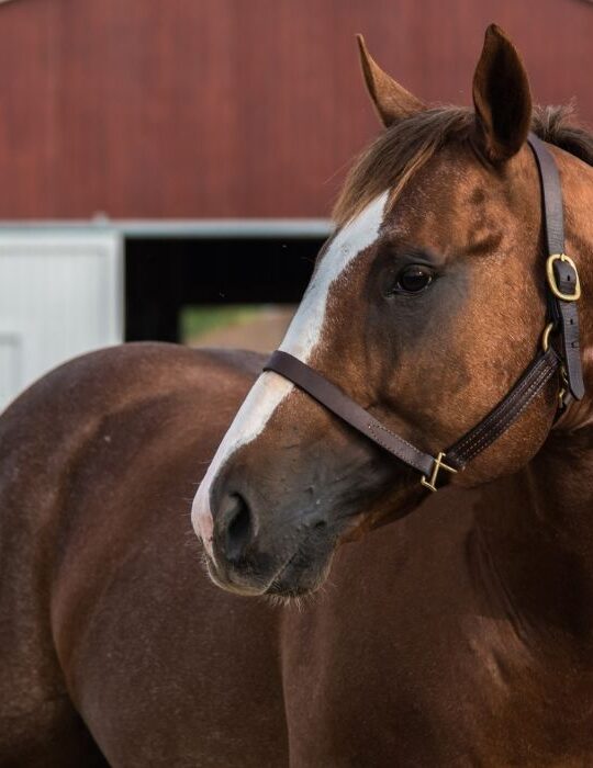 Horse Breeds Archives - Helpful Horse Hints