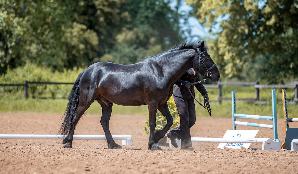 11 Small Horse And Pony Breeds - Helpful Horse Hints
