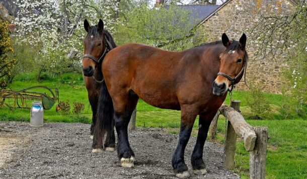 11 Stunning French Horse Breeds - Helpful Horse Hints