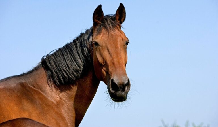 11 Stunning French Horse Breeds - Helpful Horse Hints