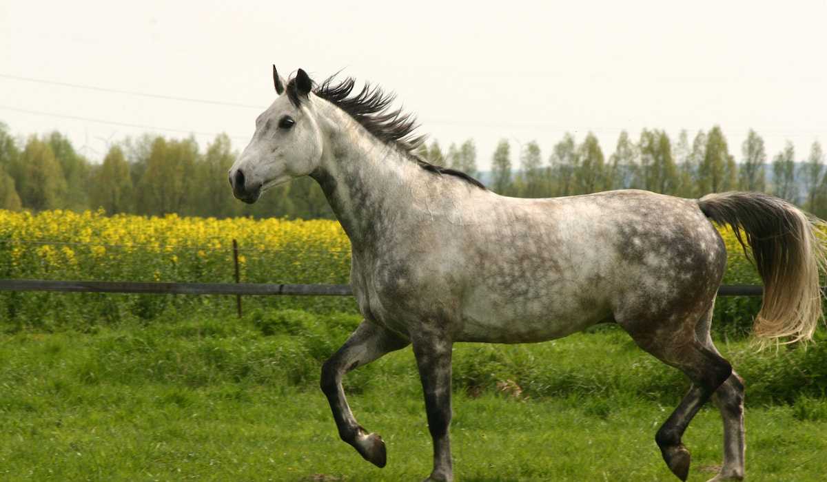 Perfil de la raza de caballo de Westfalia: consejos útiles para ...