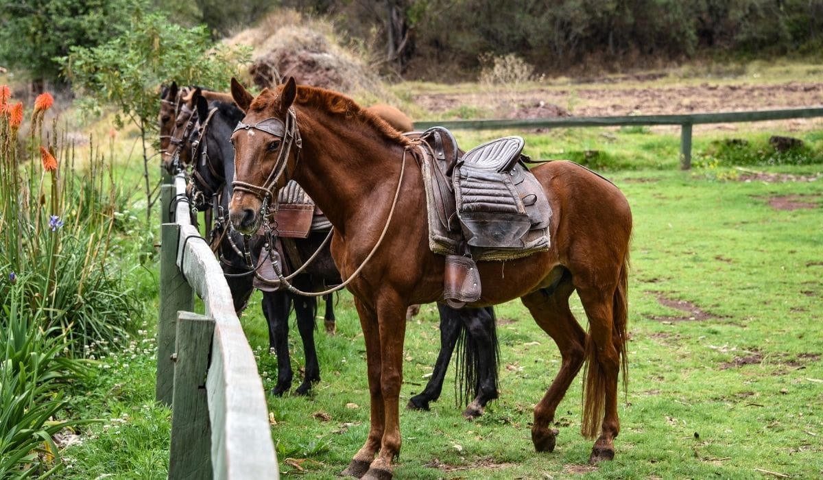Peruvian Paso Breed Profile - Helpful Horse Hints