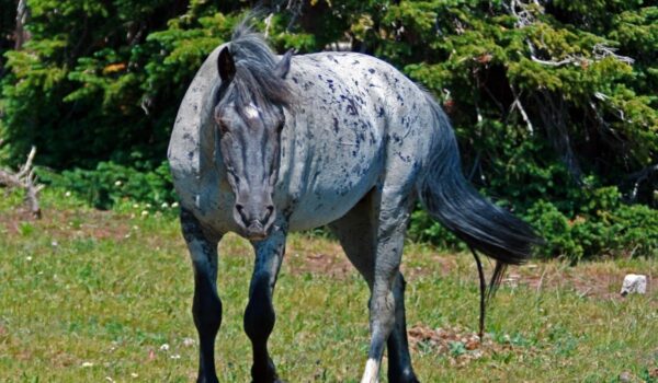 Roan Horses - Colors, Genetics & Breeds - Helpful Horse Hints