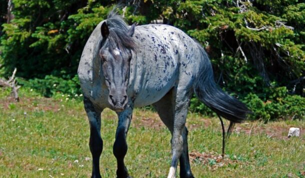 Roan Horses - Colors, Genetics & Breeds - Helpful Horse Hints