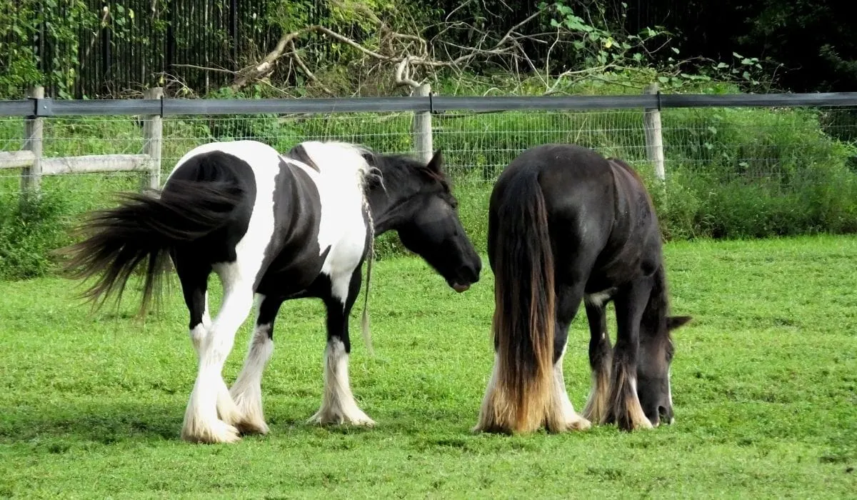Gypsy Vanner Horse Breed Profile - Helpful Horse Hints