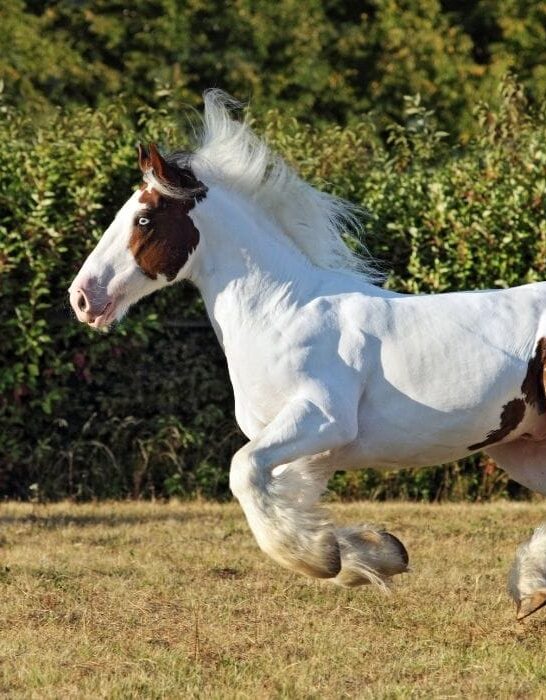 Horse Breeds Archives - Page 8 of 23 - Helpful Horse Hints