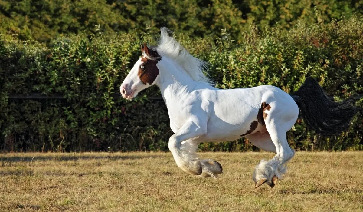 Gypsy Vanner Horse Breed Profile - Helpful Horse Hints