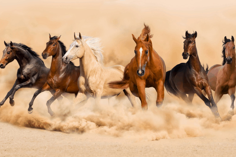7 Different Types Of Horses - Including Most Popular Horse Breeds ...