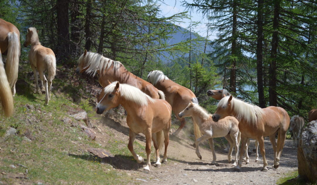 Haflinger Horse Breed Profile - Color, Temperament & Price - Helpful ...