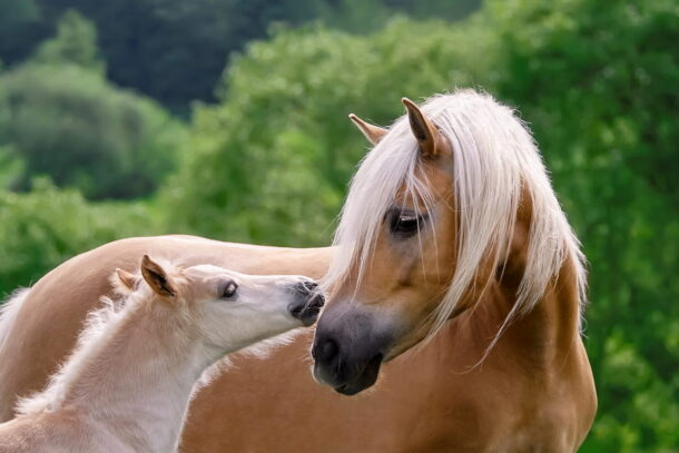 Haflinger Horse Breed Profile - Color, Temperament & Price - Helpful ...