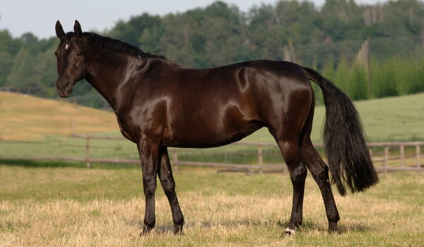 Holsteiner Horse: Breed Profile - History, Height, & Temperament ...