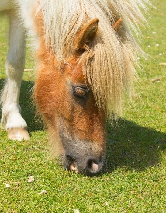 Helpful Horse Hints - Page 25 of 75 - Helpful hints, tips and tricks for everyday horse folk!