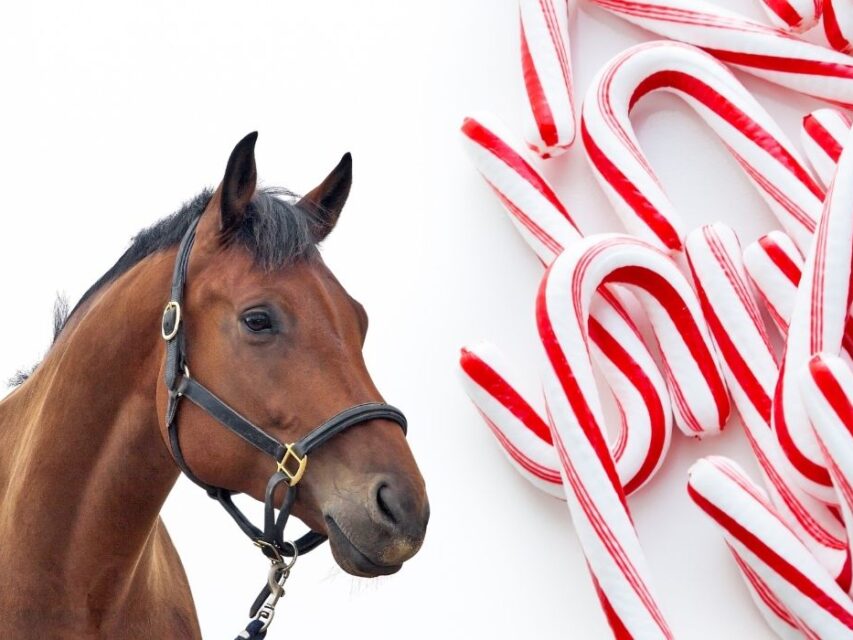 A Look at Some of the Most Common Red Horse Breeds | Helpful Horse Hints