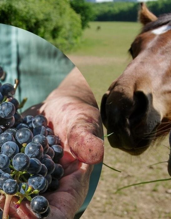 Helpful Horse Hints - Page 25 of 75 - Helpful hints, tips and tricks for everyday horse folk!