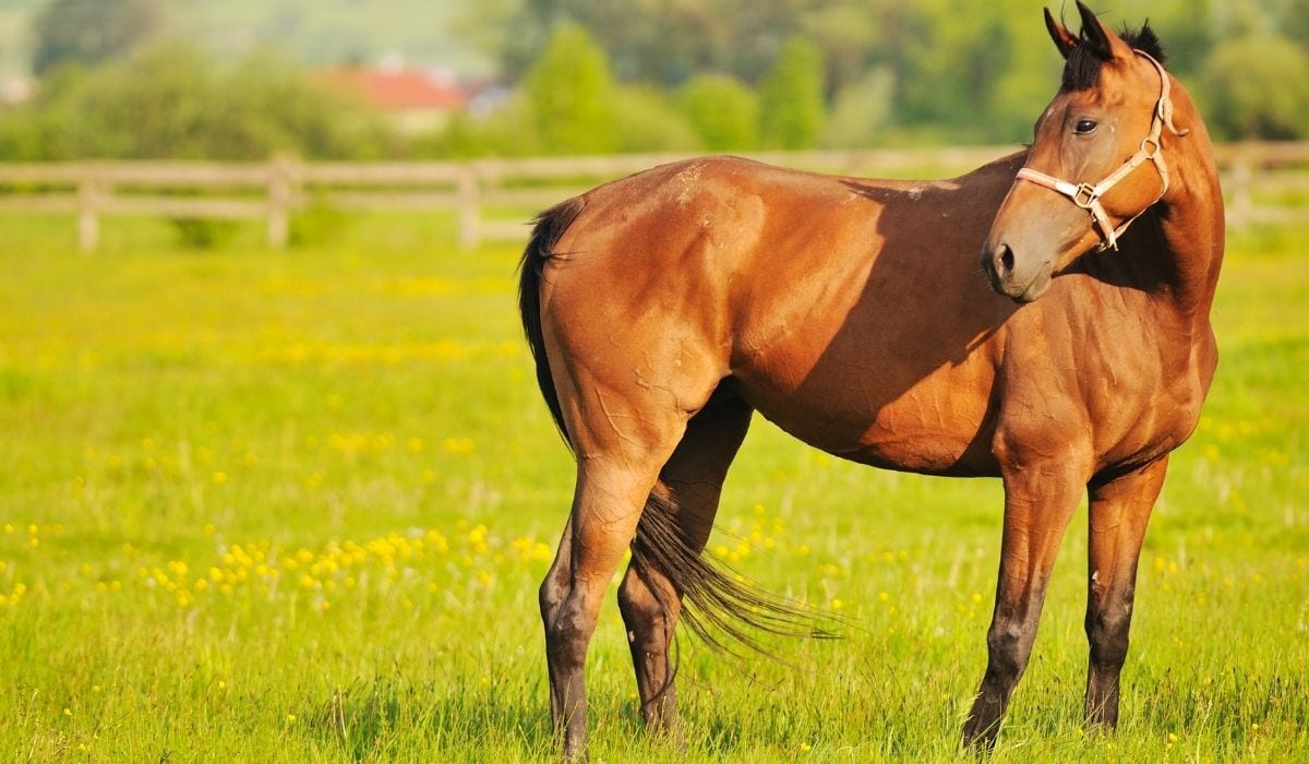 Equine Anatomy - Naming the Parts of a Horse - Helpful Horse Hints