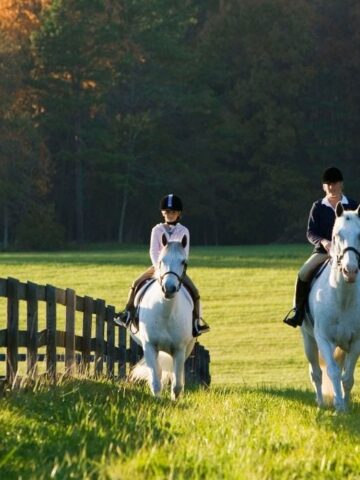 Hancock Horses: A Look at A Historic Line of Ranch Horses - Helpful ...