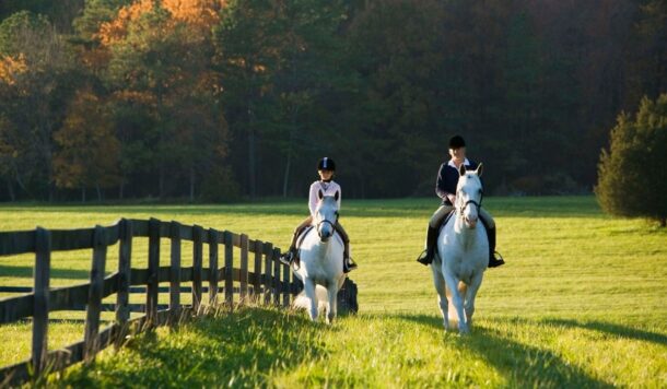 Hancock Horses: A Look at A Historic Line of Ranch Horses - Helpful ...