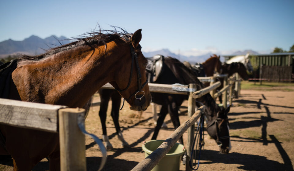 6 Best Ranch Horse Breeds - Helpful Horse Hints